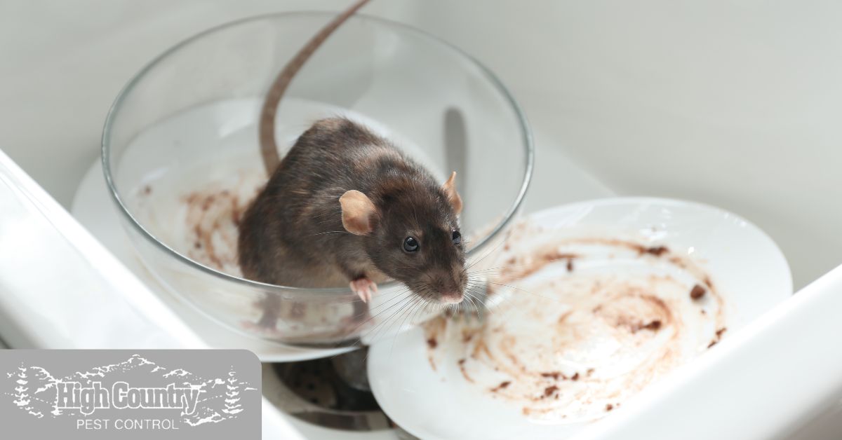 5 Tips to Avoid a Rodent Infestation